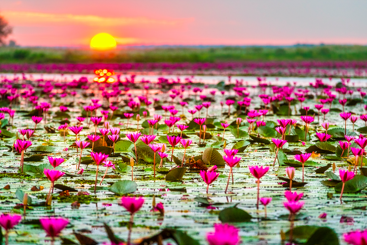Pink Lotus lake, CNN Traveler’s top 15 most unique lakes in the world ...